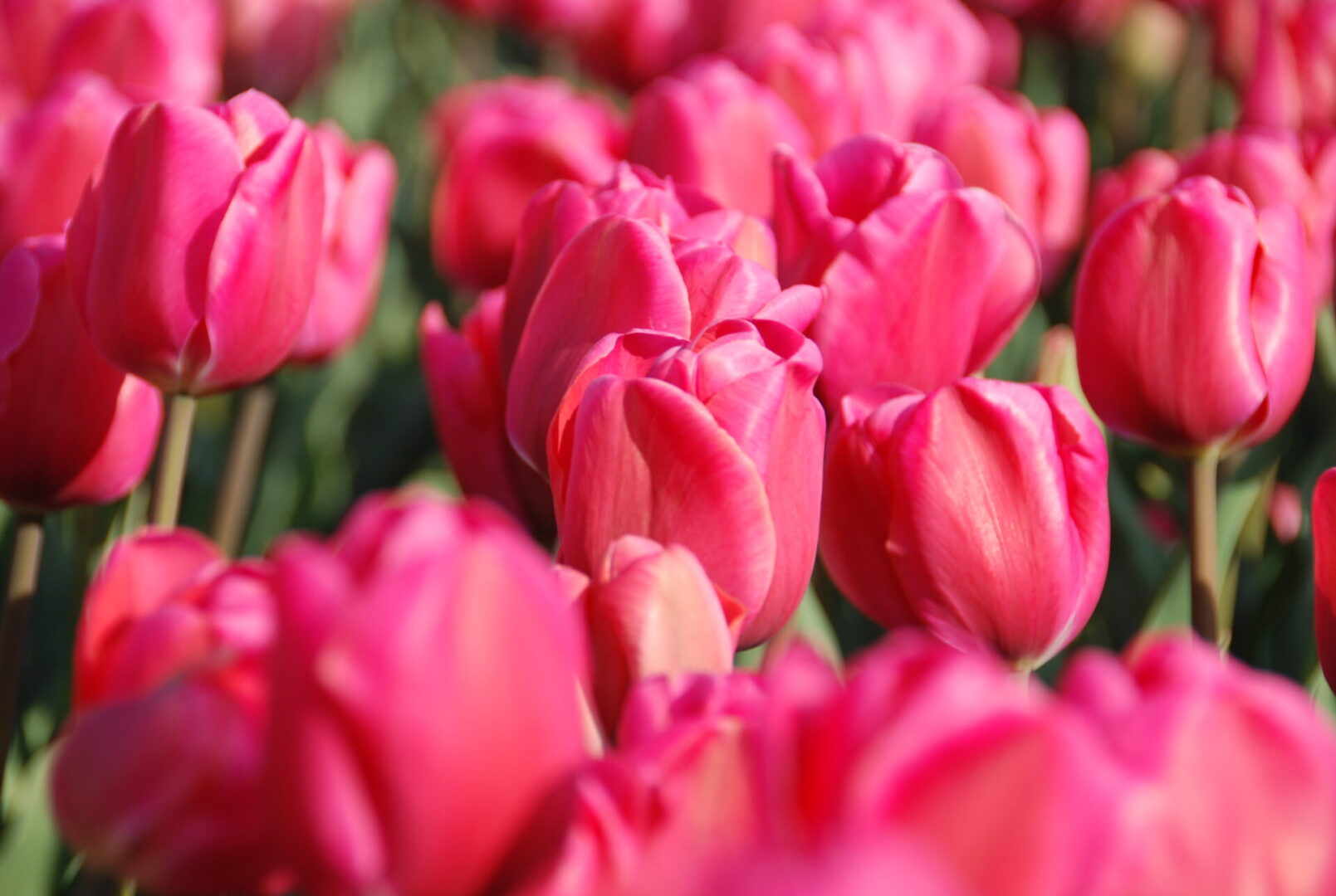 GreenMaster het complete software programma voor de sierteelt