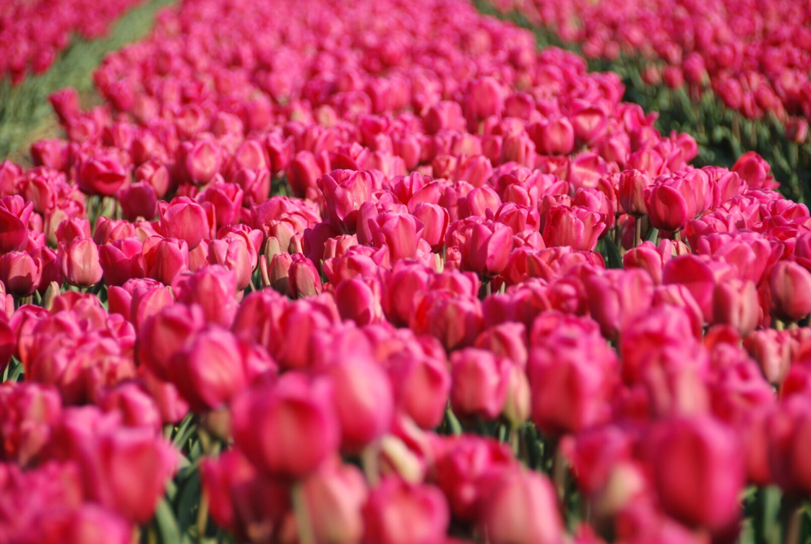 GreenMaster - Het complete verkoopprogramma speciaal voor de sierteelt