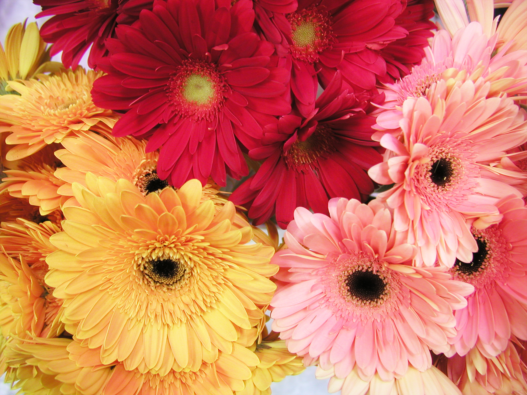 Het complete software programma voor de sierteelt - GreenMaster