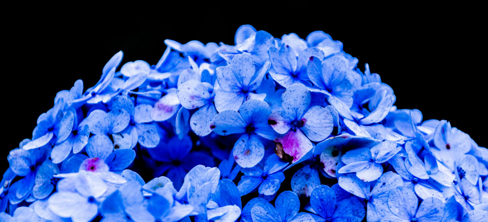 GreenMaster het complete software programma voor de sierteelt